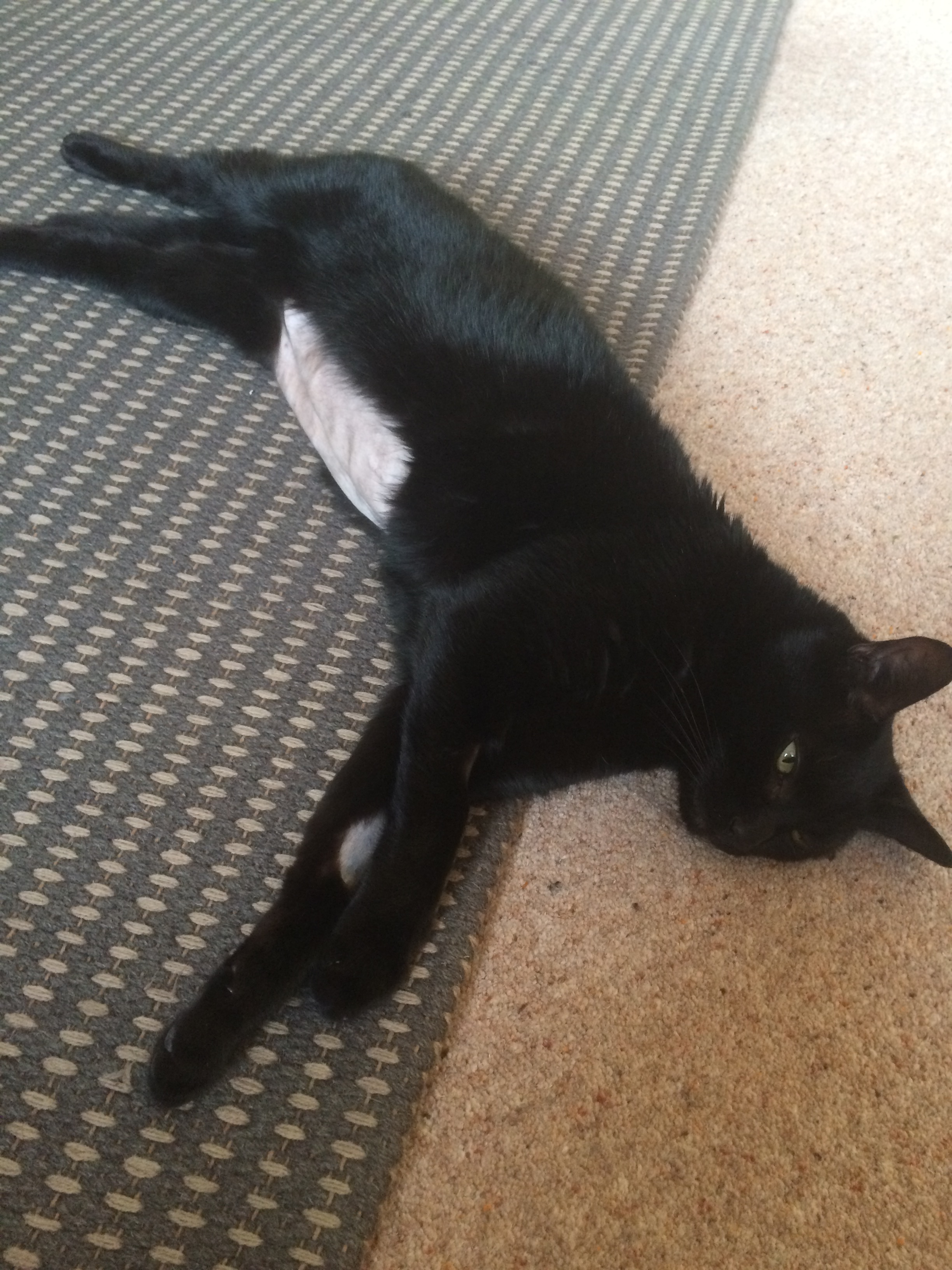 Day 4 of Dopey Simulation- Worrying about Ernie-Cat – really (not) a runner